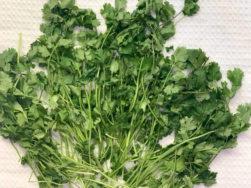 How to Store Cilantro + Buy, Cut, & Use? - Piping Pot Curry